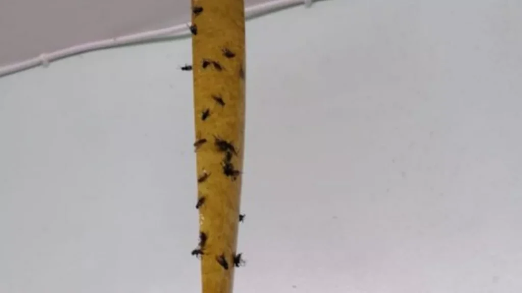 Severe Fly Infestation Disrupts Life in South Wales Village, Leaving ...