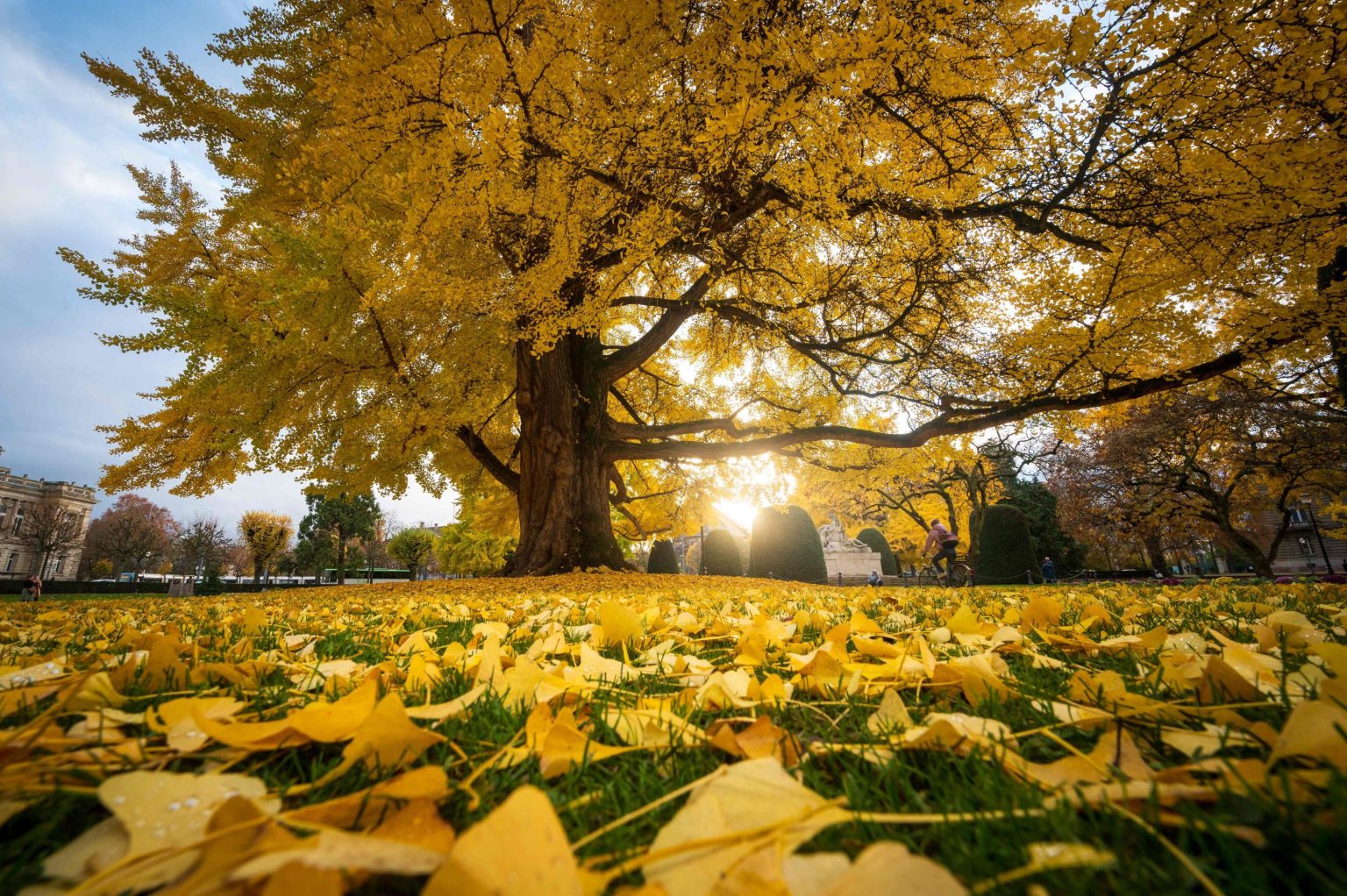 Over a Third of Global Tree Species Face Extinction, Undermining ...